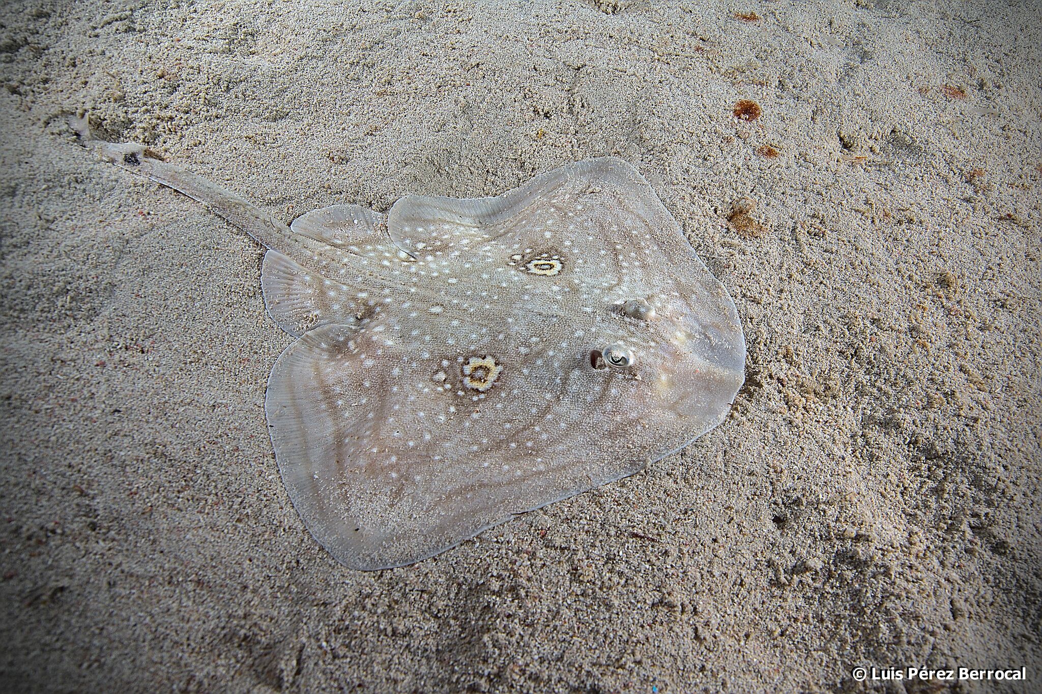 Raja radula Delaroche, 1809