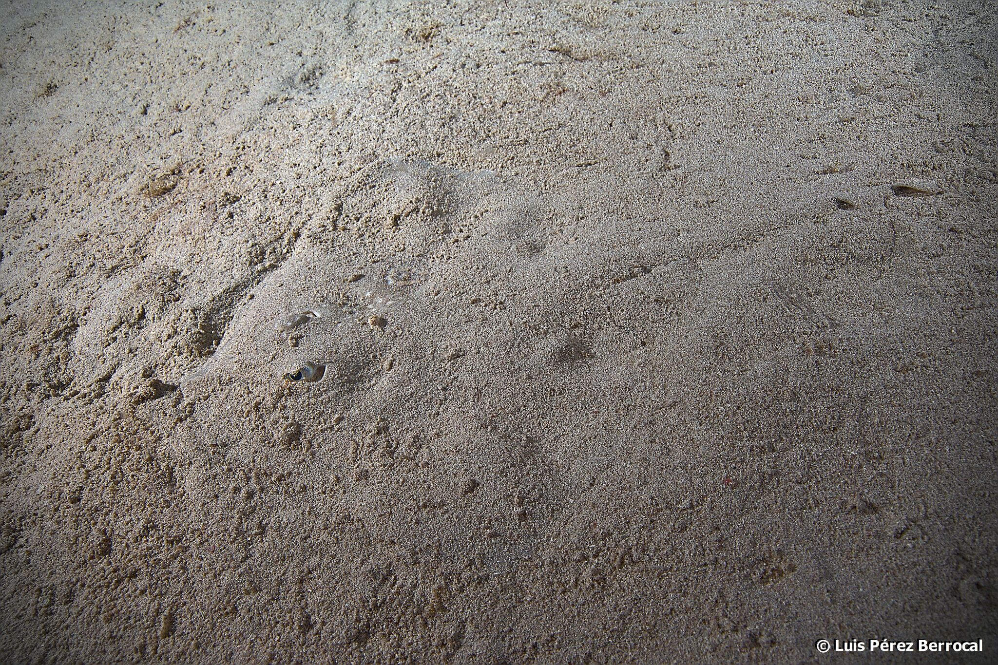 Raja radula Delaroche, 1809