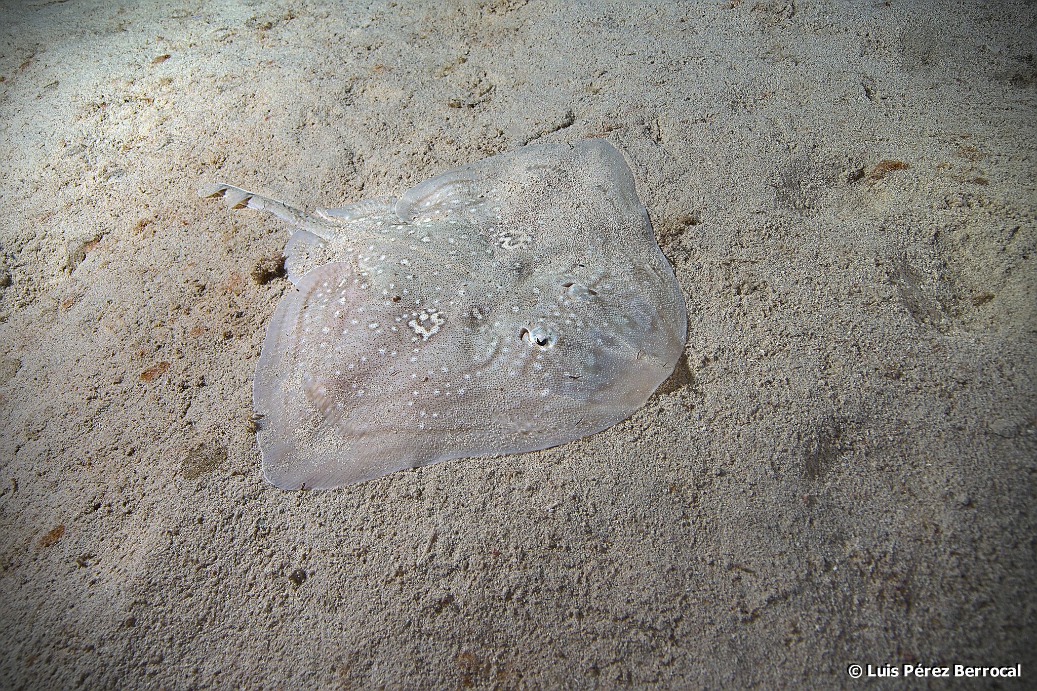 Raja radula Delaroche, 1809