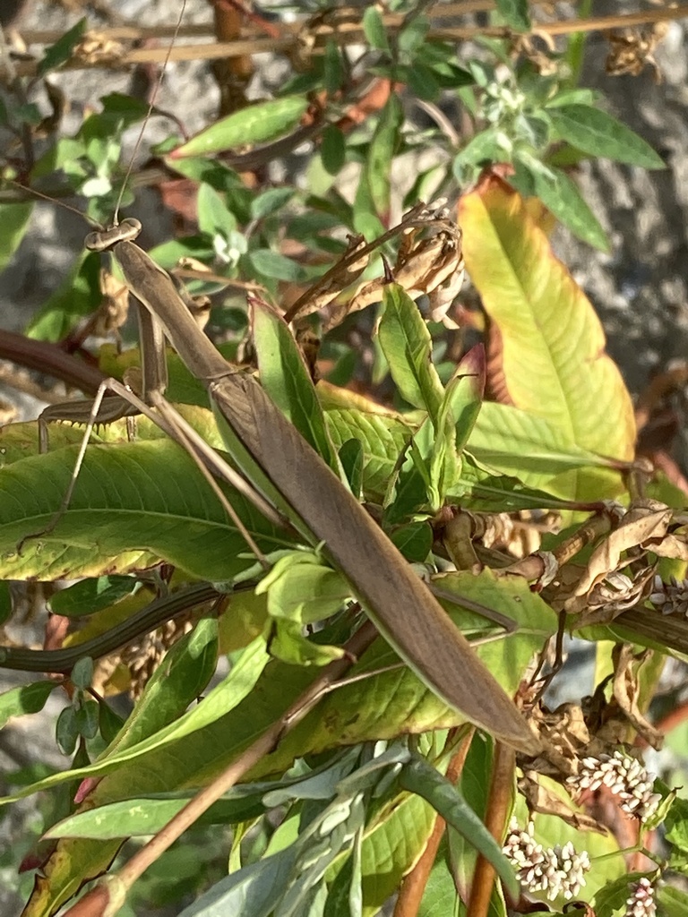 Narrow-winged Mantis from Minamihommoku, Naka, Yokohama, Kanagawa, JP ...