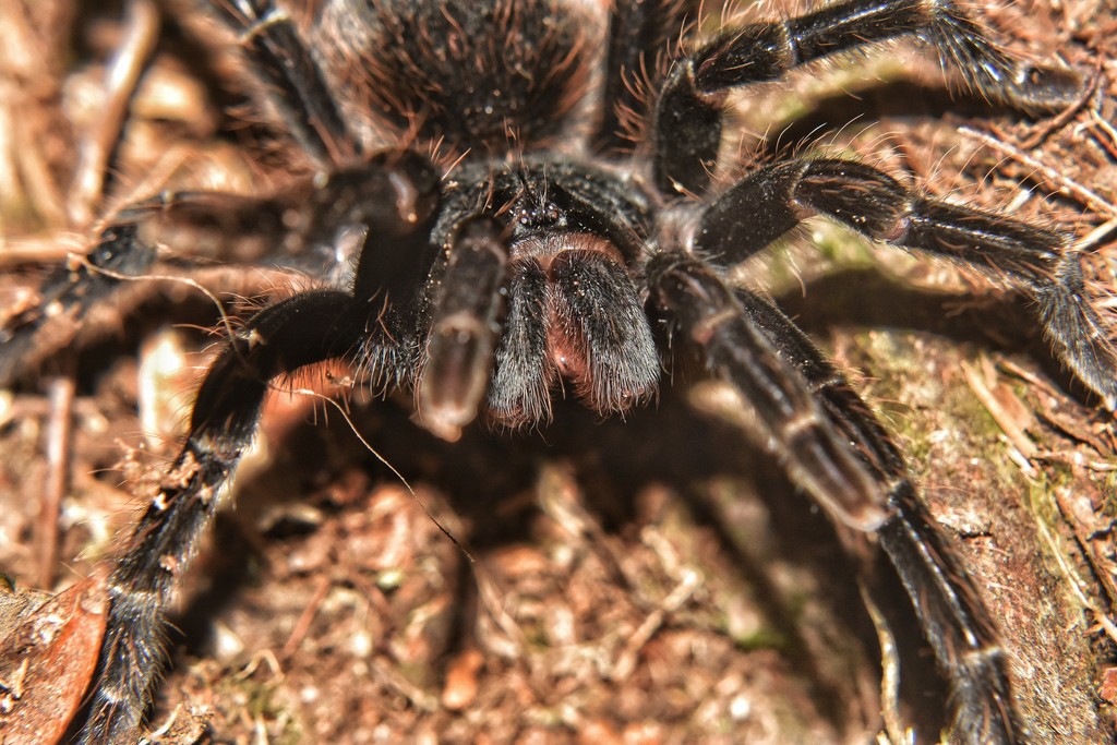 Aguapanela (Tarantula guide of the World) · iNaturalist