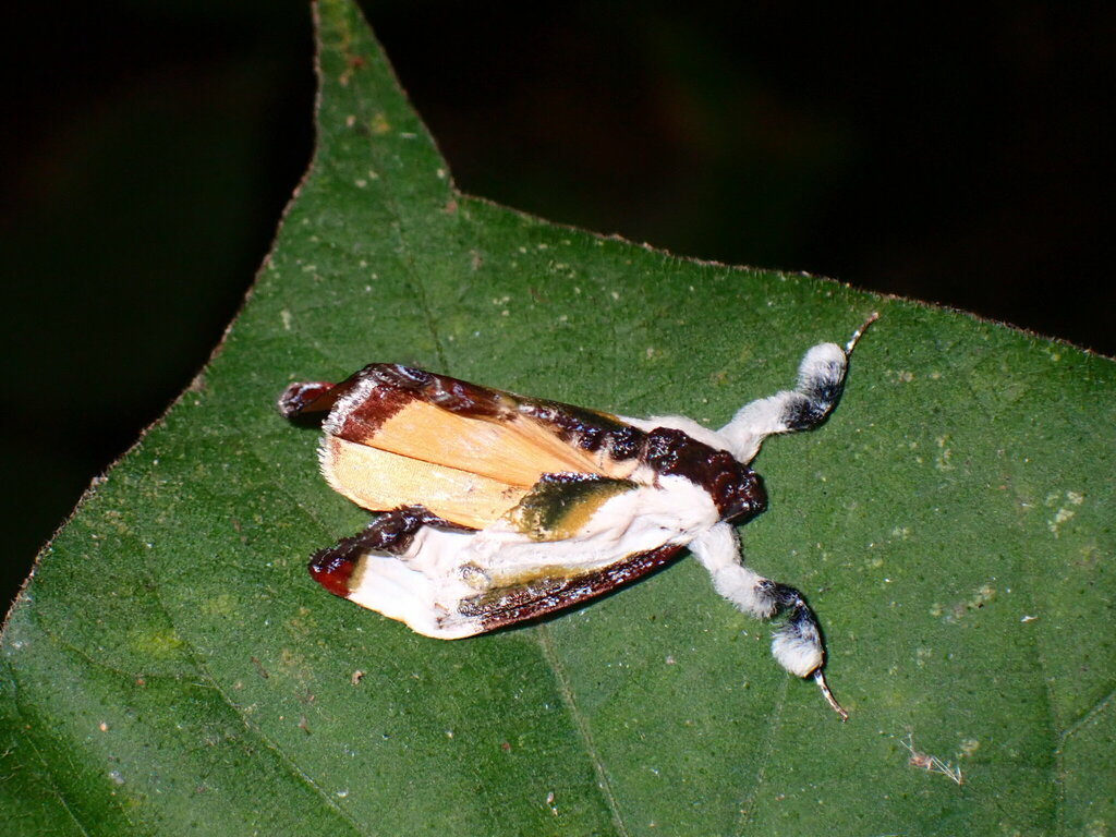Pearly Wood-nymph from McDonald County, MO, USA (Mike's Creek Watershed ...