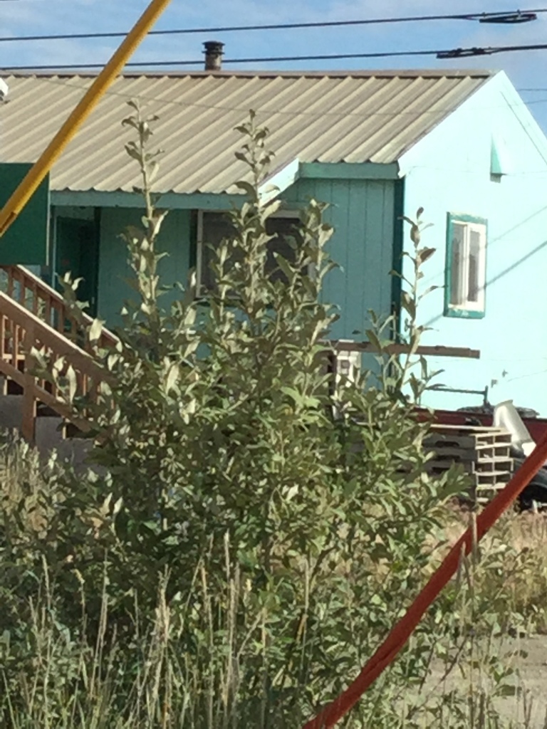 Alaska willow from Northwest Arctic County, US-AK, US on August 7, 2018 ...