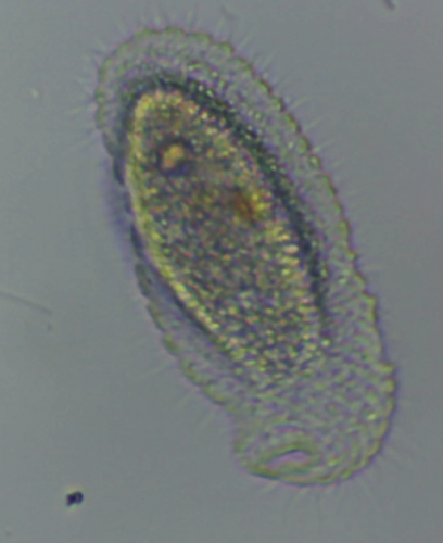 Genus Cryptopharynx · iNaturalist