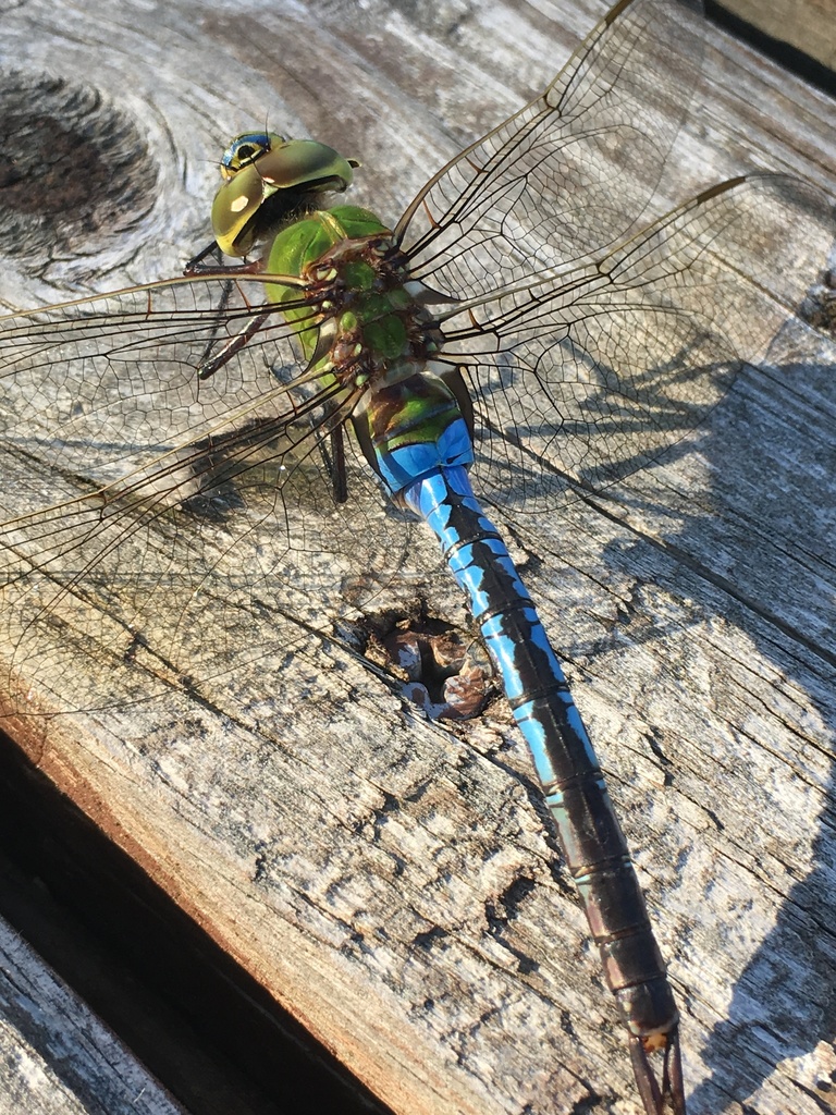 Common Green Darner from Buffalo, OH, USA on August 6, 2018 at 06:30 PM ...