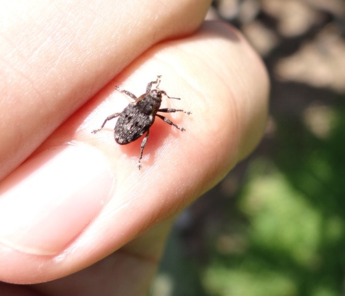 Cylindrocopturus ganglbaueri · iNaturalist