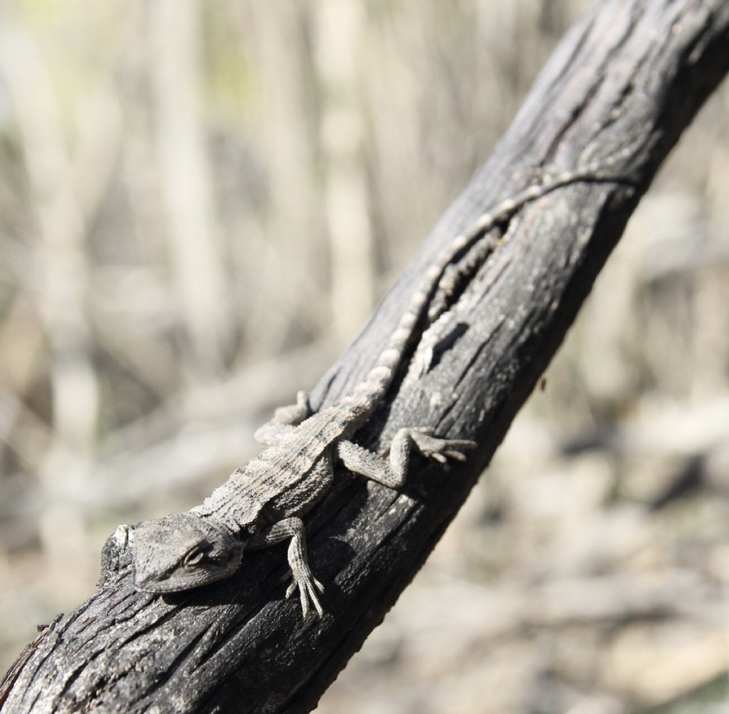Mallee Tree Dragon from Lillimur VIC 3420, Australia on November 20 ...