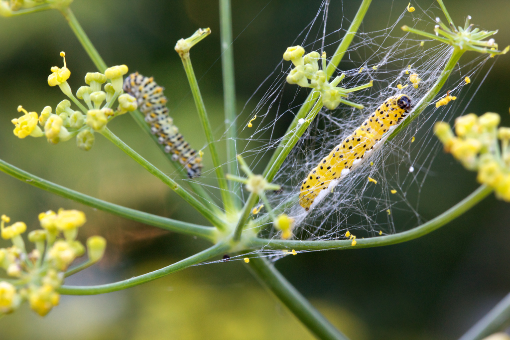 Parsnip Webworm (Caterpillars of Ontario) · iNaturalist