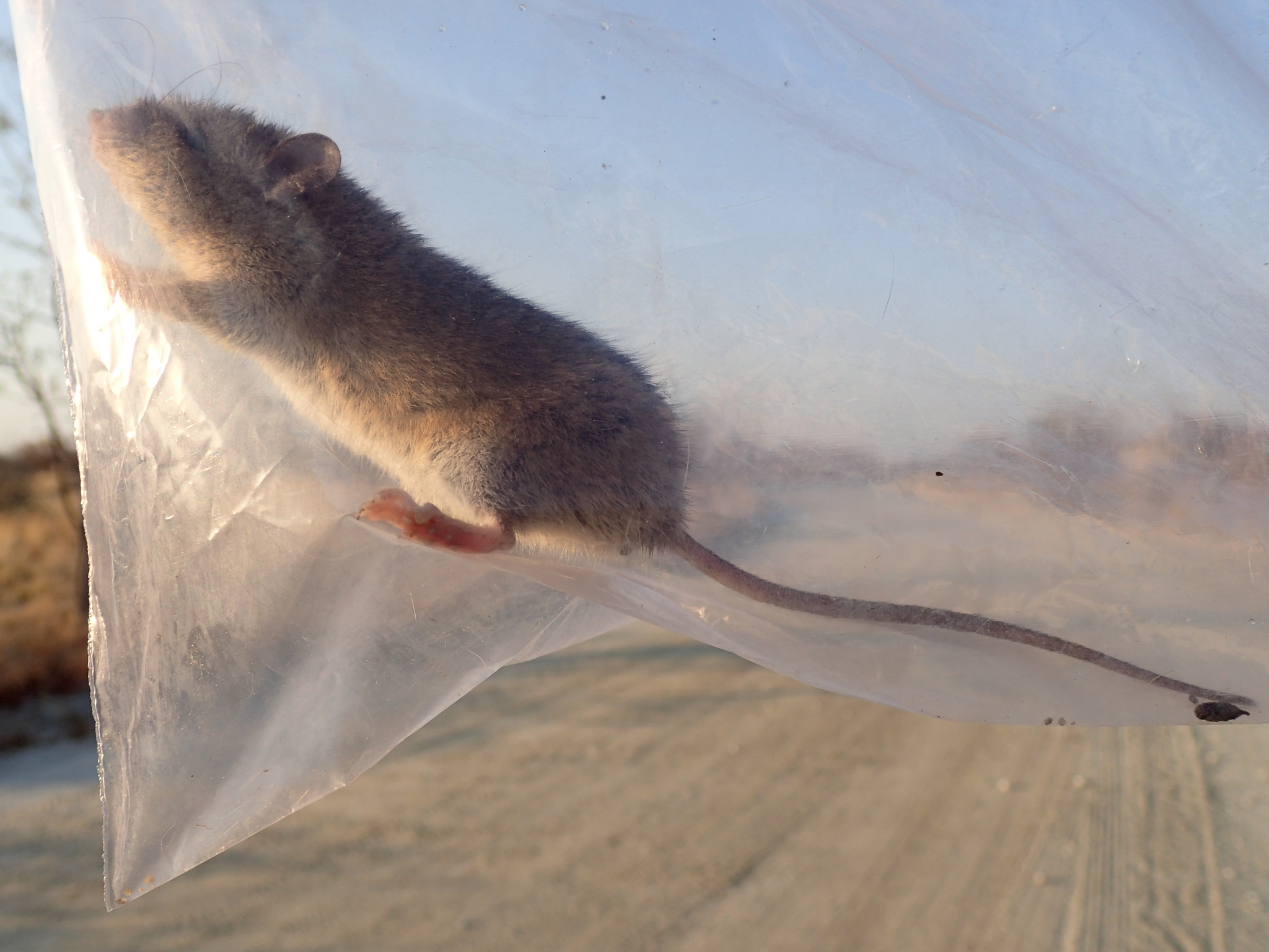 Aethomys chrysophilus (de Winton, 1897)