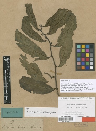 Procris pedunculata (J.R. Forst. & G. Forst.) Wedd. (Plants of ...