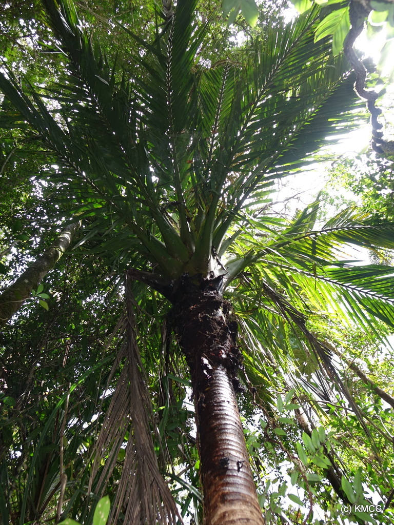 Masoala madagascariensis (Palms of Masoala National Park) · iNaturalist