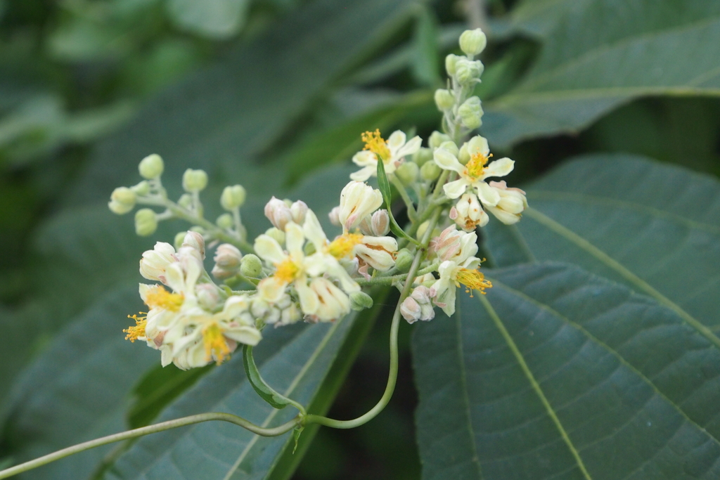 Microcos (Microcos paniculata) - Botanical Realm