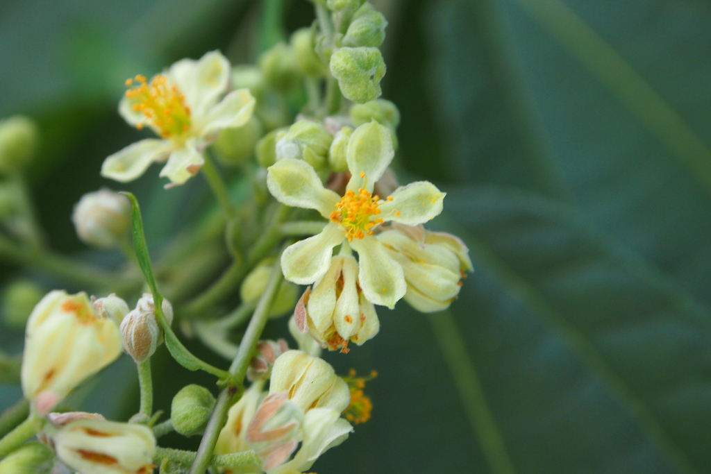 Microcos (Microcos paniculata) - Botanical Realm