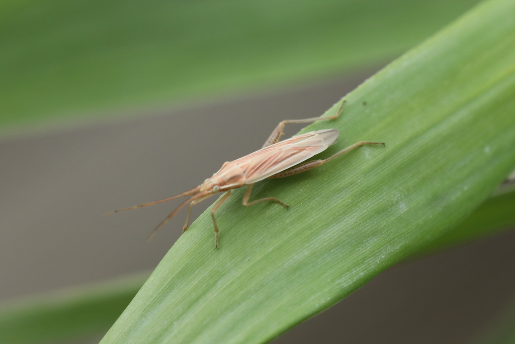Three-spined Grass Bug from Oudalle, France on September 14, 2021 at 04 ...