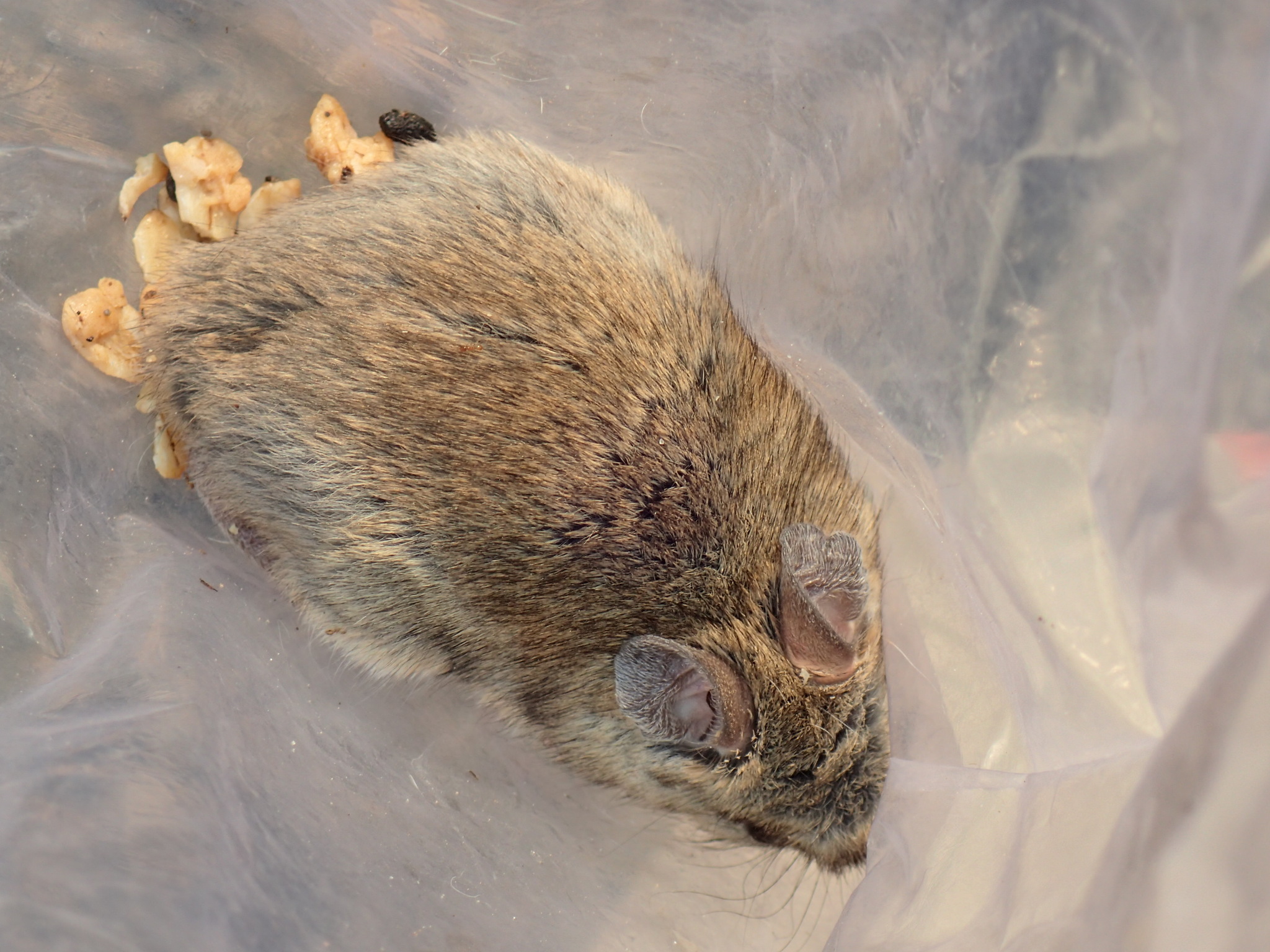 Aethomys chrysophilus (de Winton, 1897)