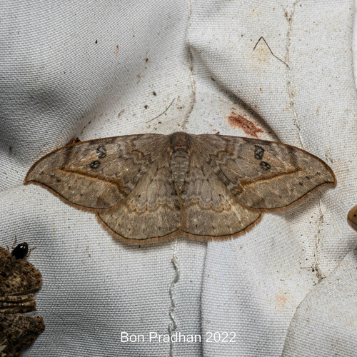 Drepana dispilata · iNaturalist