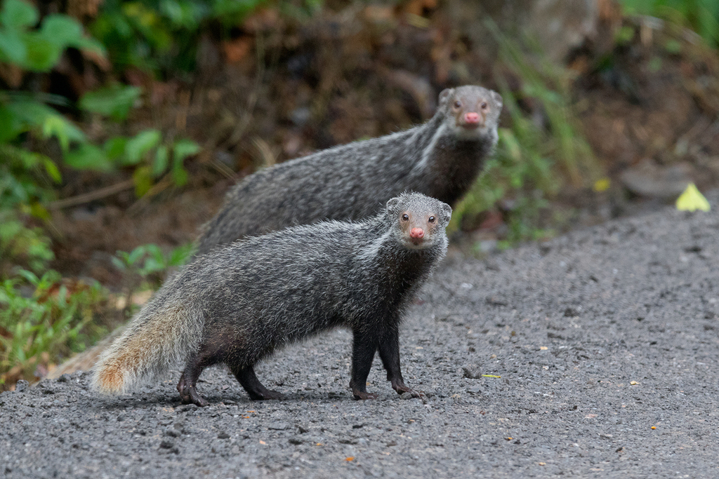 Crab-eating Mongoose from ที่ว่าการ Tambon Nopphitam, Amphoe Nopphitam ...