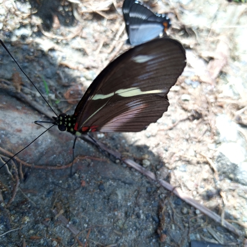 Clysonymus Longwing from Mallama, CO-NA, CO on September 6, 2022 at 10:19 AM by obedortiz ...