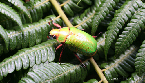 Chrysina spectabilis · iNaturalist
