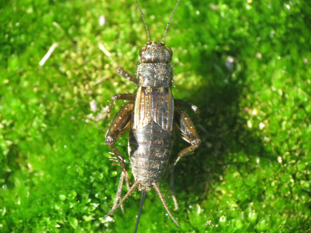 Striped Ground Cricket in September 2022 by wmct276 · iNaturalist