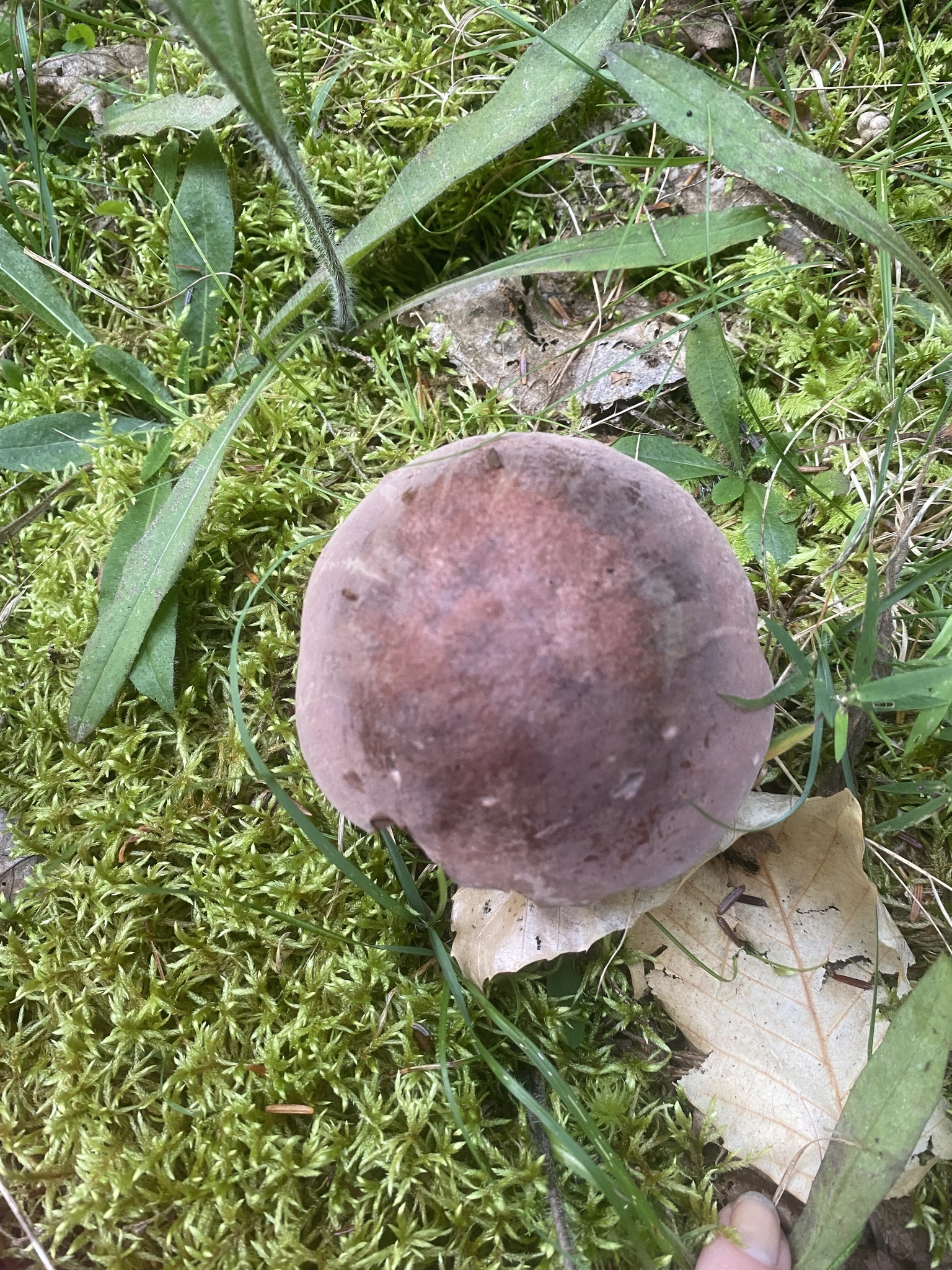 Sutorius eximius (Peck) Halling, Nuhn & Osmundson