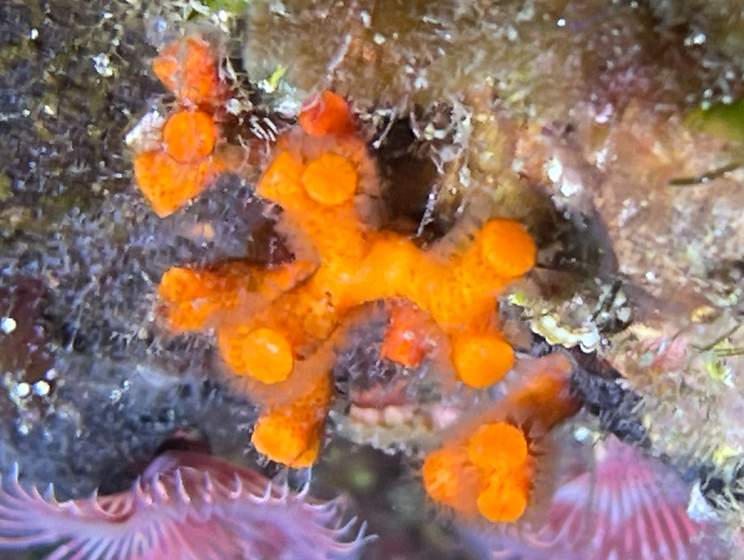 Myriaporidae
