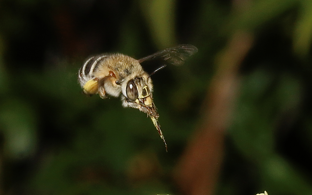 Digger Bees from Moregloed, Pretoria, 0186, South Africa on September 6 ...