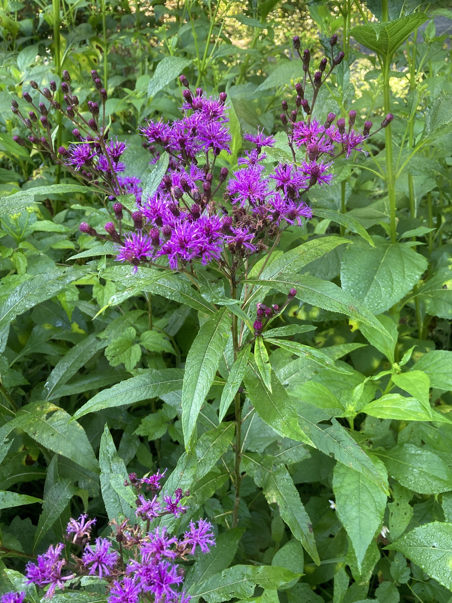 Vernonia Gigantea Leaf