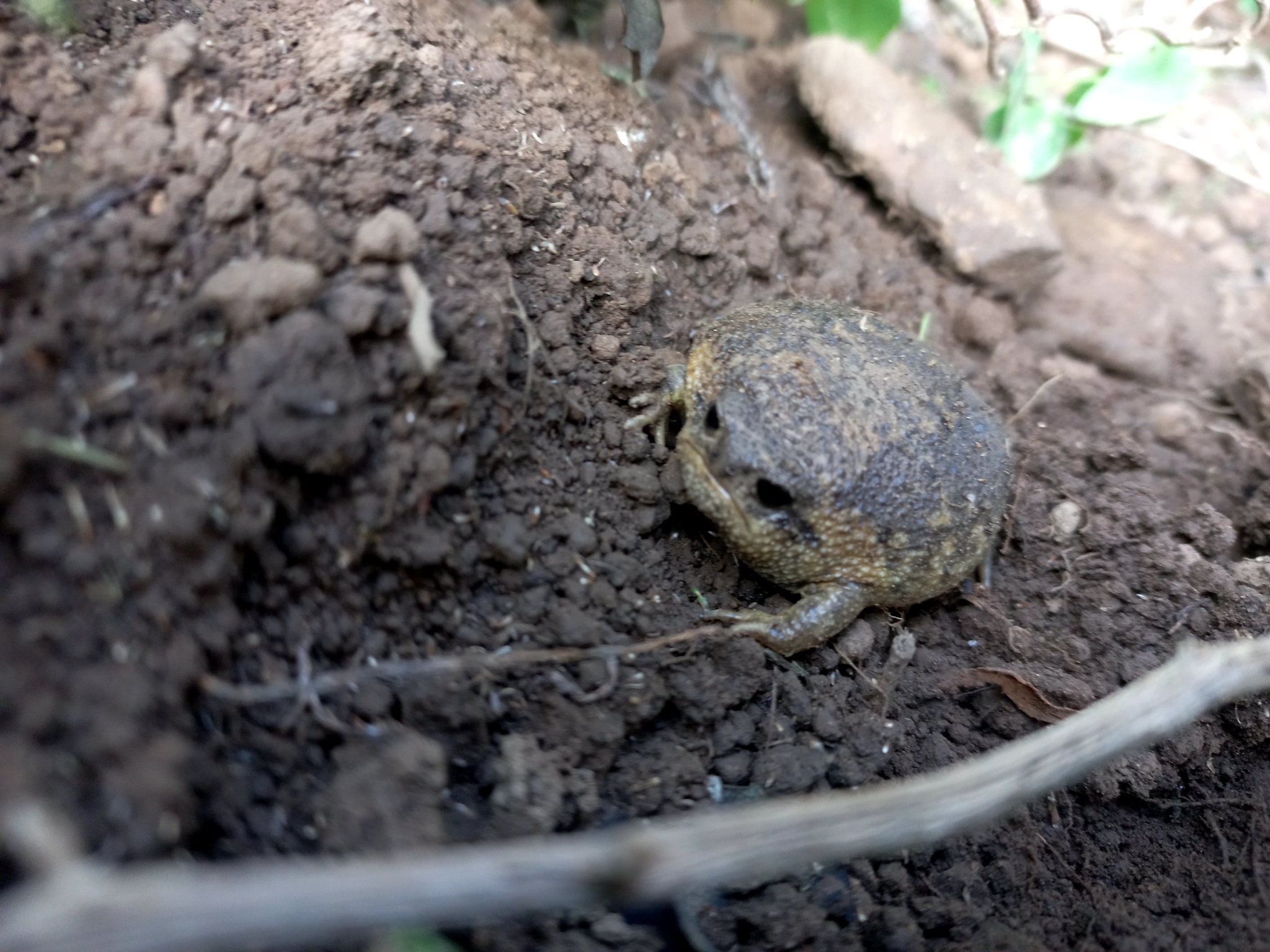 Breviceps gibbosus (Linnaeus, 1758)
