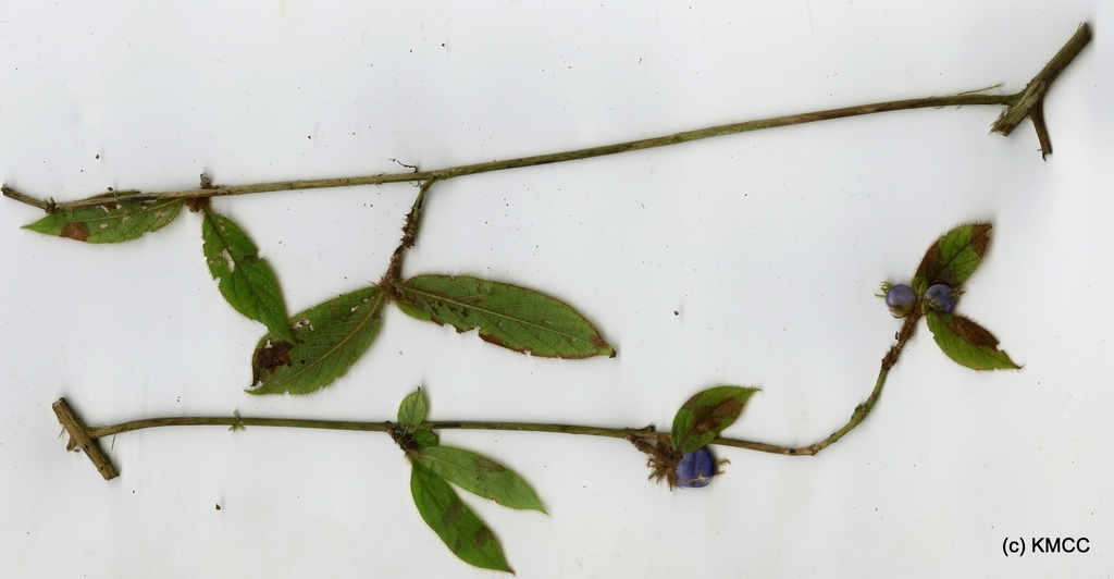 Bertiera (Coffees, Bedstraws, and Allies of Analamazaotra Reserve ...