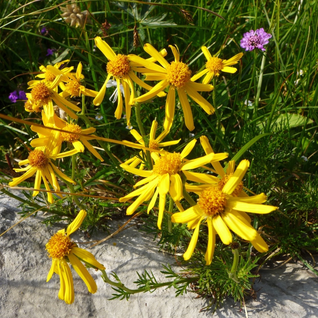 Pinnate-leaved Ragwort (Jacobaea abrotanifolia) - Botanical Realm