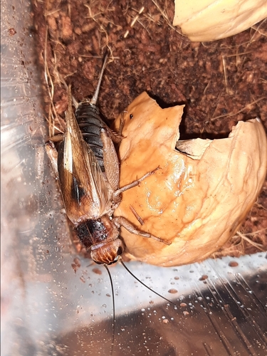 Gryllus locorojo · NaturaLista Colombia