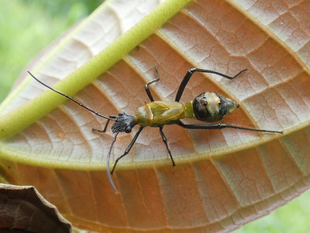 Texas Bow-legged Bug from Anton Valley, Panama on September 6, 2022 at ...