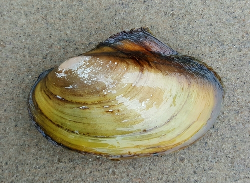 Leptodea fragilis · iNaturalist Mexico