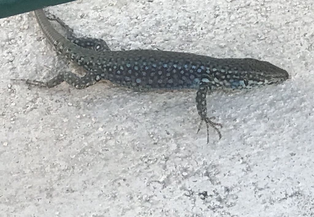 Green Iberian Wall Lizard from Rua dos Mareantes, Lourinhã, Centro, PT ...