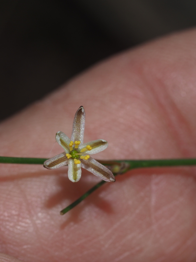 Grasslilies from Walligan QLD 4655, Australia on September 6, 2022 at ...