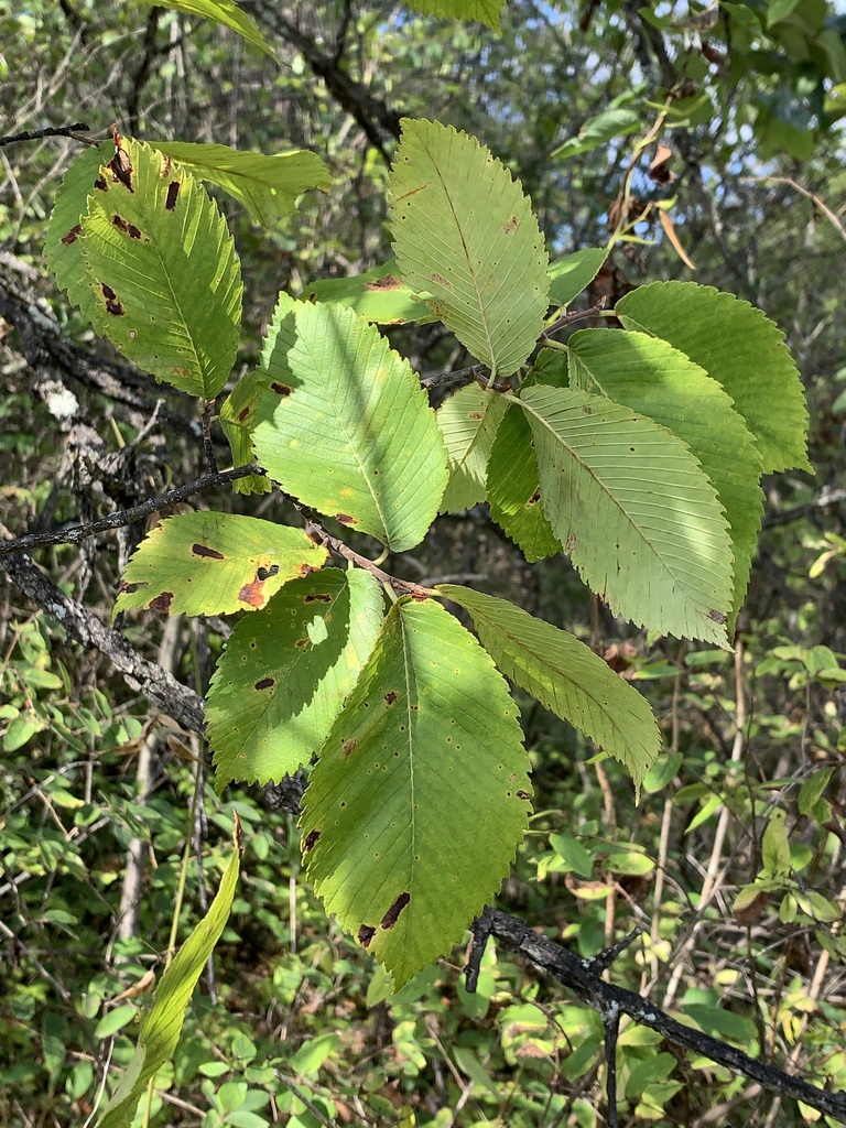 rock elm from Frontenac, Ontario, Canada on September 06, 2022 at 10:51 ...