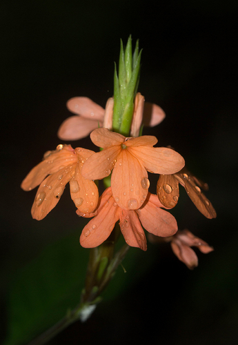 Crossandra puberula · iNaturalist Mexico