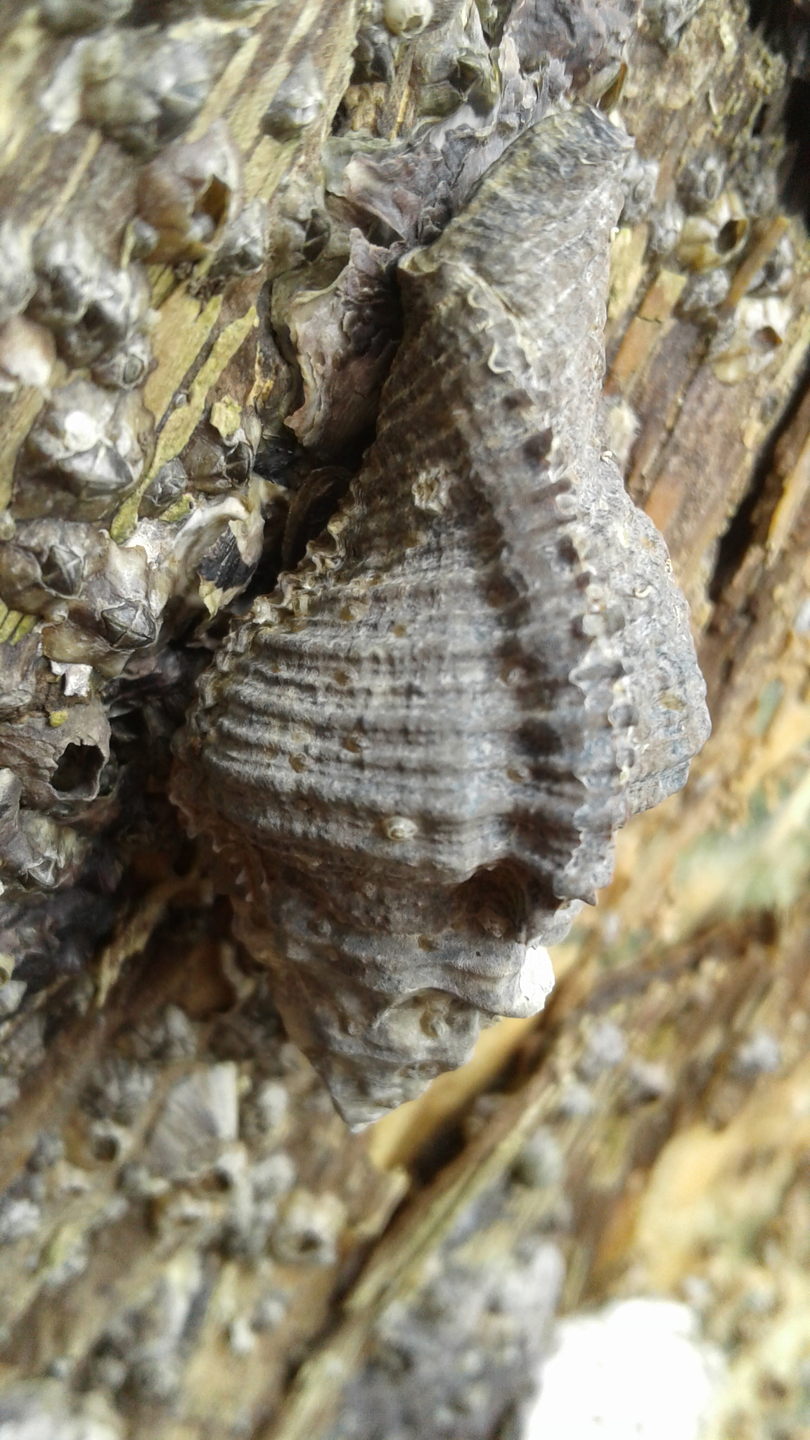 Chicoreus capucinus (Lamarck, 1822)