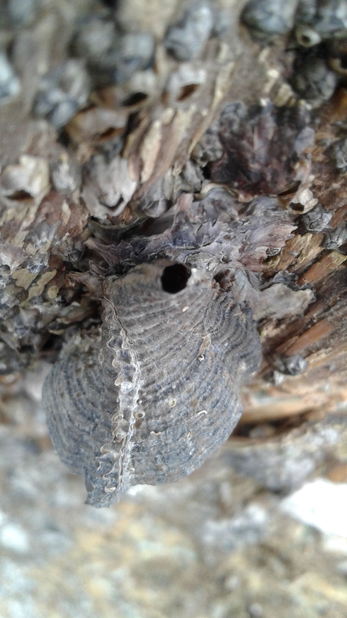 Chicoreus capucinus (Lamarck, 1822)