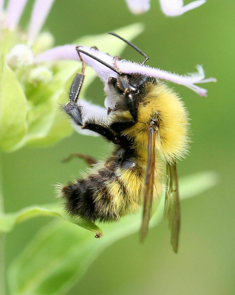 Perplexing Bumble Bee from Bill Ashe VC/west, Devens, MA, USA on July ...