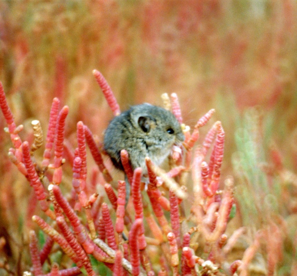 Salt Marsh Harvest Mouse (The California 24 for 2024) · iNaturalist