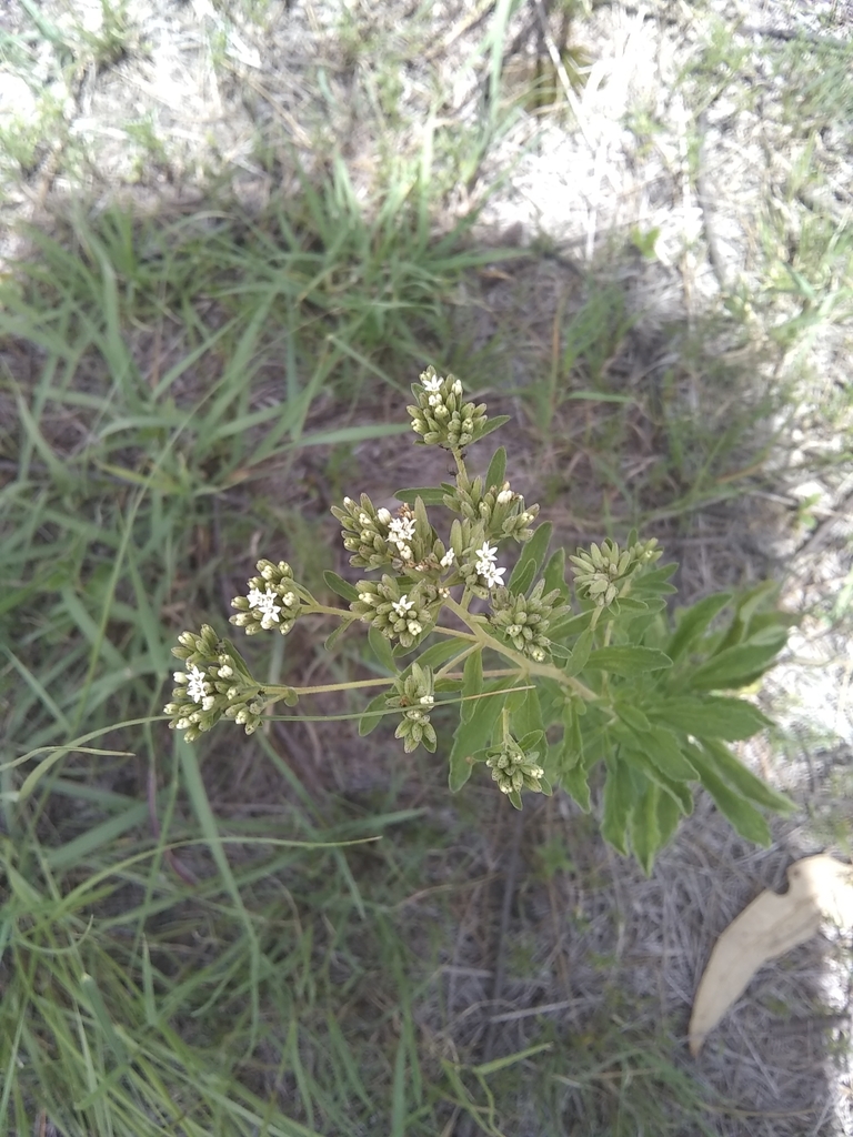 Sawtooth Candyleaf from Arcos del Alba, Cuautitlán Izcalli, Méx ...