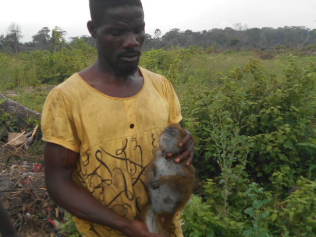 Procolobus verus (van Beneden, 1838)
