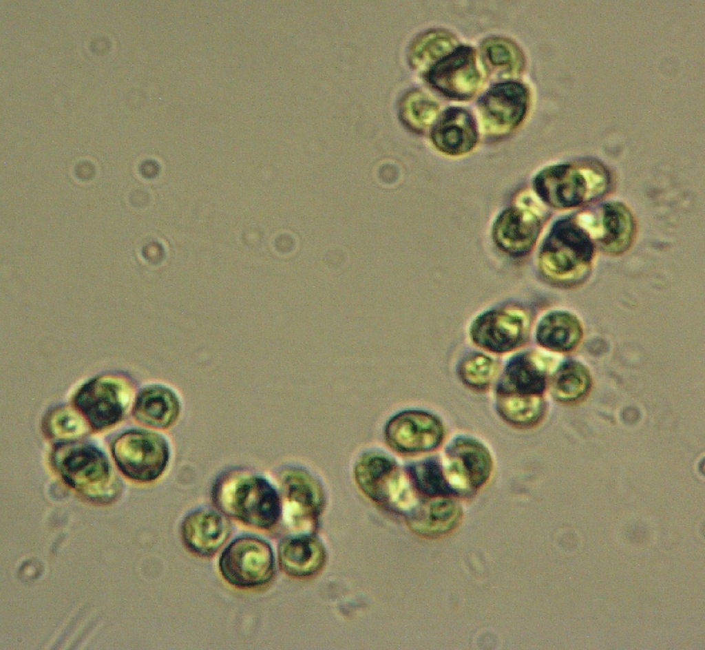 (Chlamydocapsa planctonica) - Botanical Realm