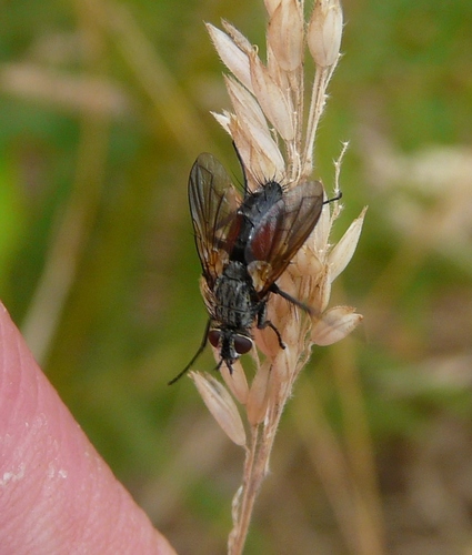 Eriothrix rufomaculatus · iNaturalist Mexico