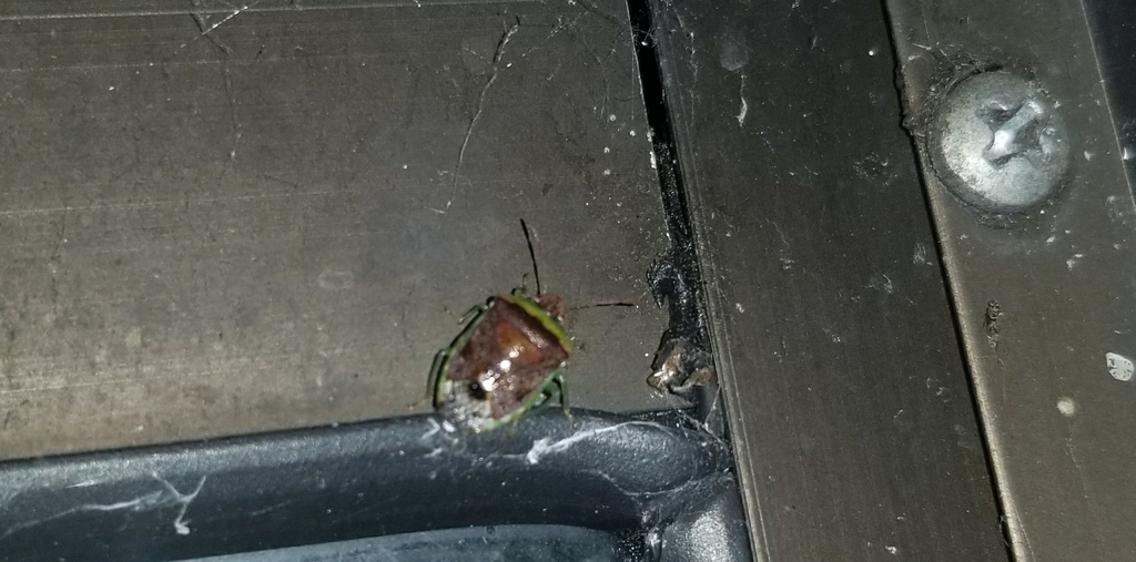 Green Burgundy Stink Bug from 10301 Bujacich Rd NW, Gig Harbor, WA ...