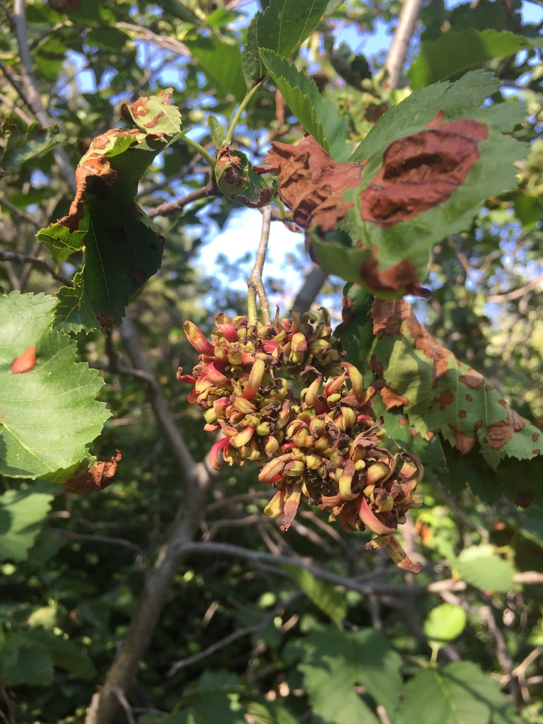 Red Alder (Handbook for the Native Trees of Oregon) · iNaturalist