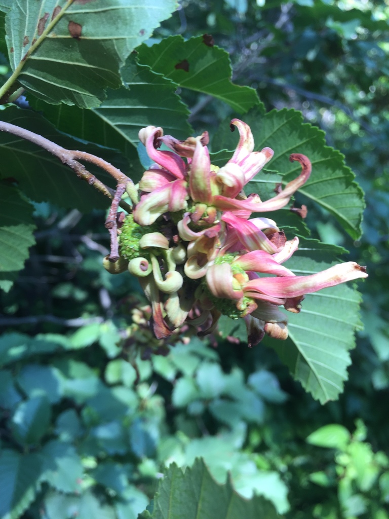 Red Alder (Handbook for the Native Trees of Oregon) · iNaturalist