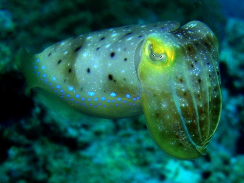 Kobi Cuttlefish (Doratosepion kobiense) · iNaturalist